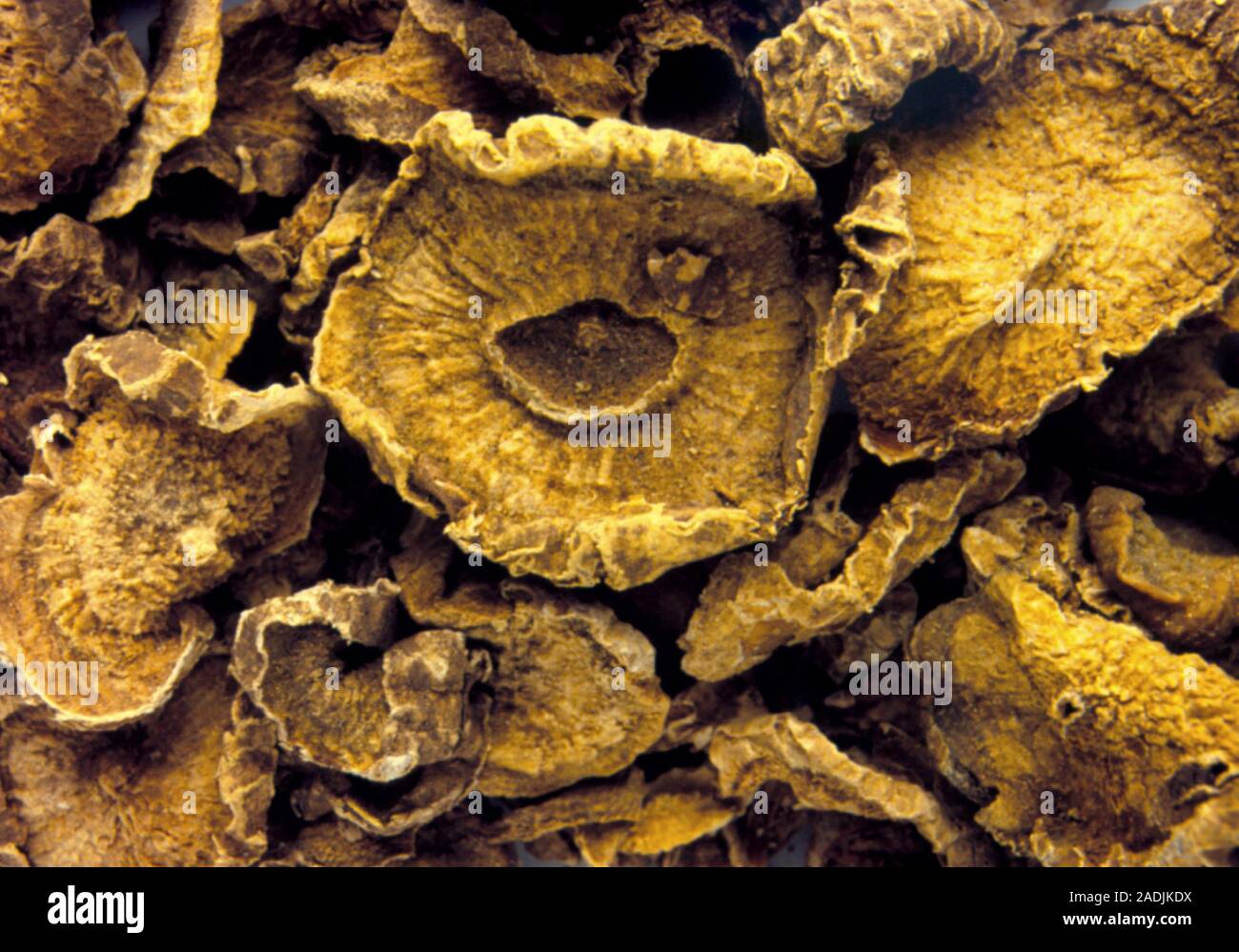 Devil's claw roots. Dried roots of the devil's claw plant ...