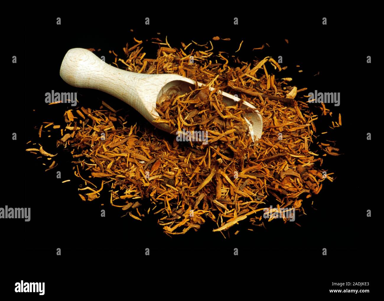 Rhatany roots. Scoop of dried rhatany roots (Krameria triandra ...