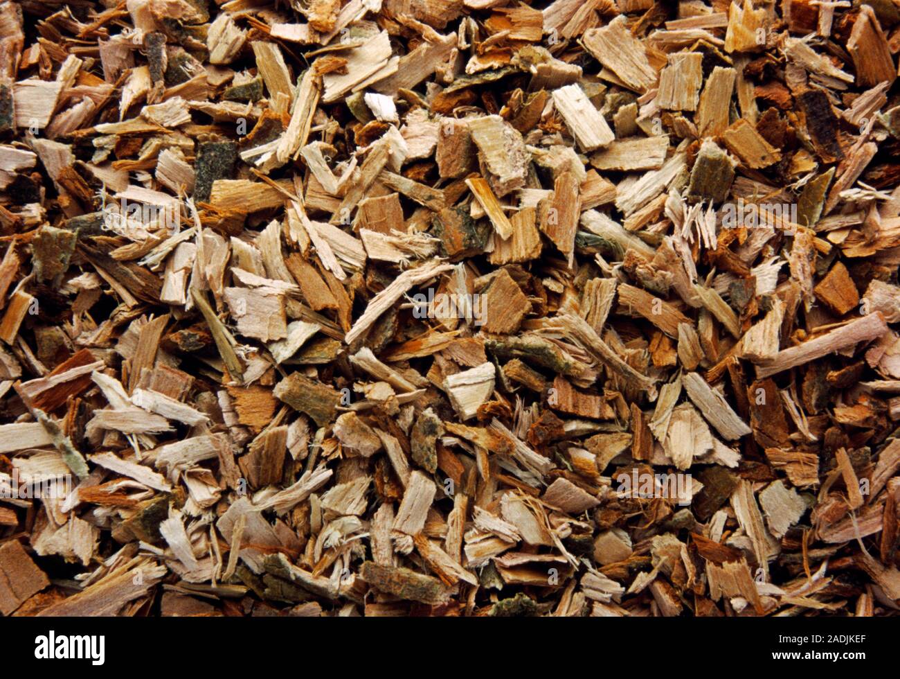 Willow bark (Salix alba). Preparations of this bark are used as a ...