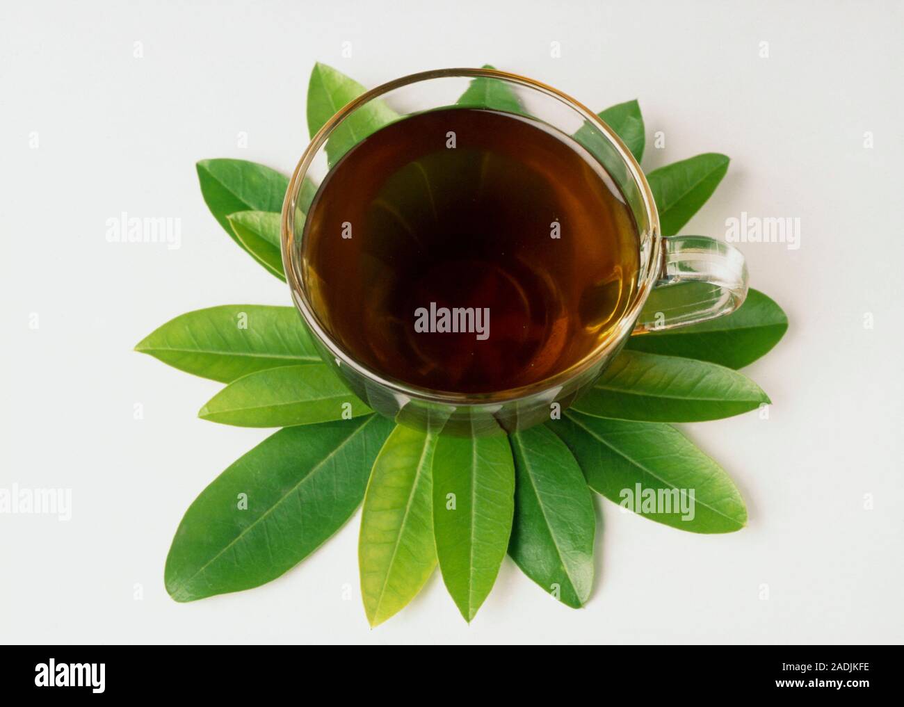 Paraguay tea. Fresh leaves from the Paraguay tea plant (Ilex ...