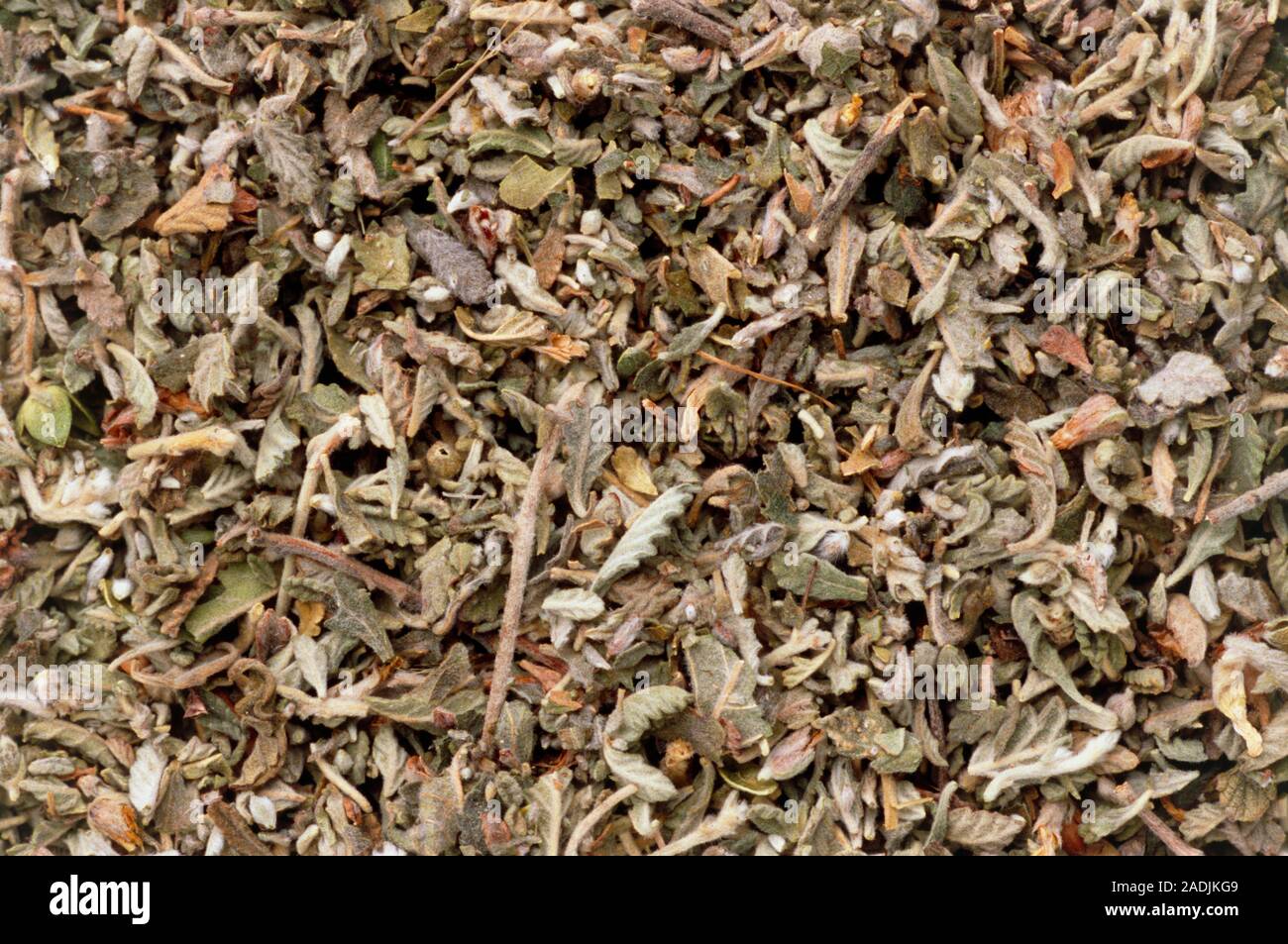 Dried damiana (Turnera diffusa) leaves. Damiana is used as a medicinal ...