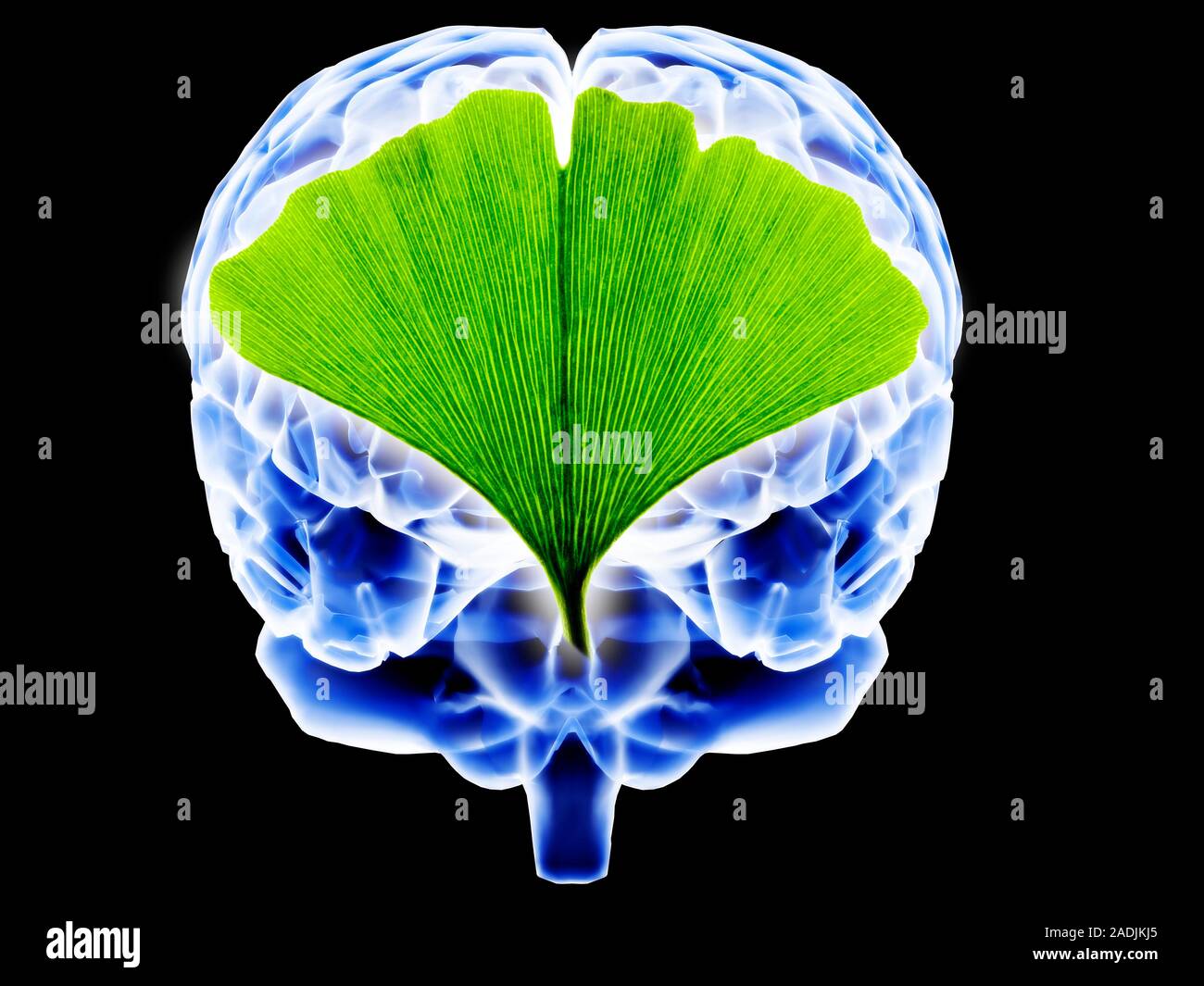 Ginkgo leaf and brain. Computer artwork of a ginkgo (Ginkgo biloba ...