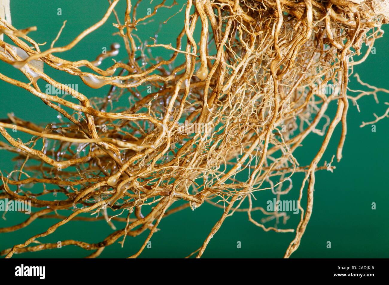 Vetiver roots (Vetiveria zizanoides). These are the roots of vetiver ...
