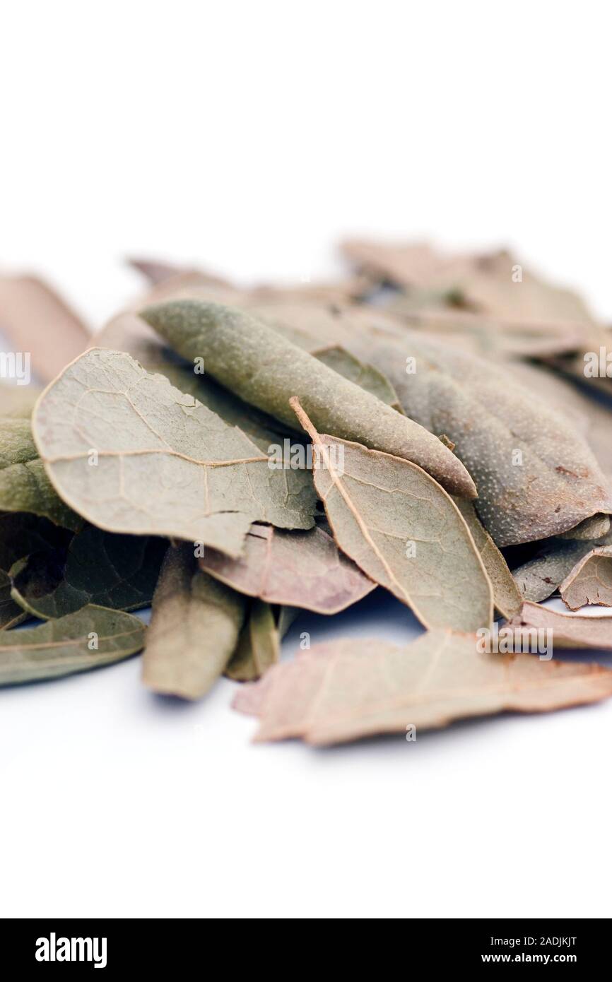 Boldo leaves (Peumus boldus). Dried leaves of the boldo plant. In ...
