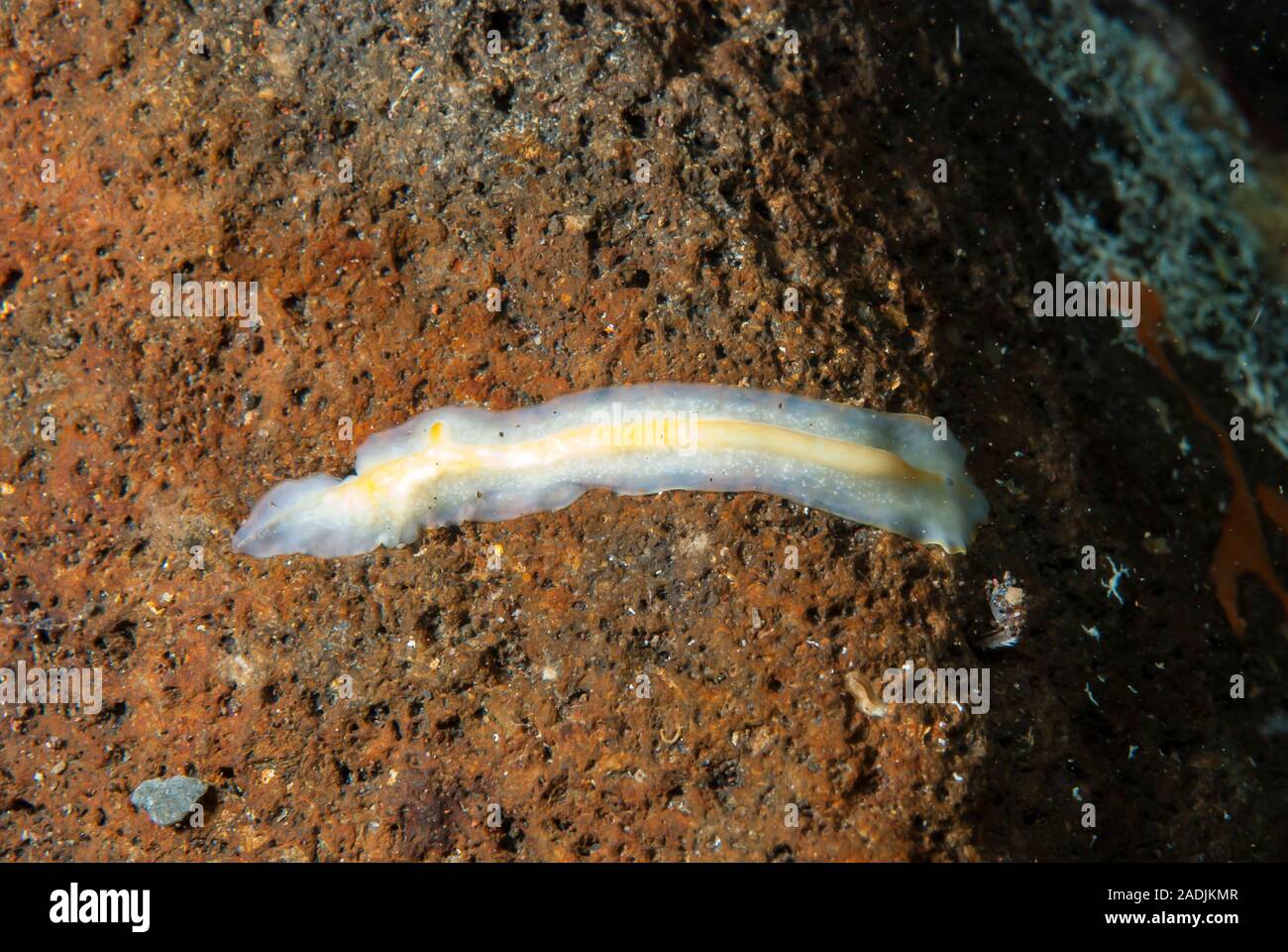 Yellow marine flatworm hi-res stock photography and images - Alamy