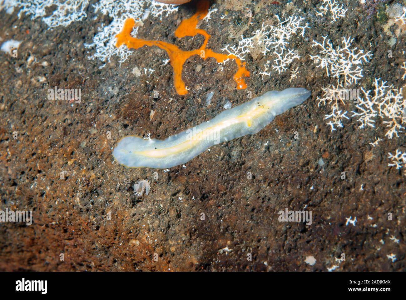 Yellow Flatworm, Bali Island Indonesia Stock Photo - Alamy