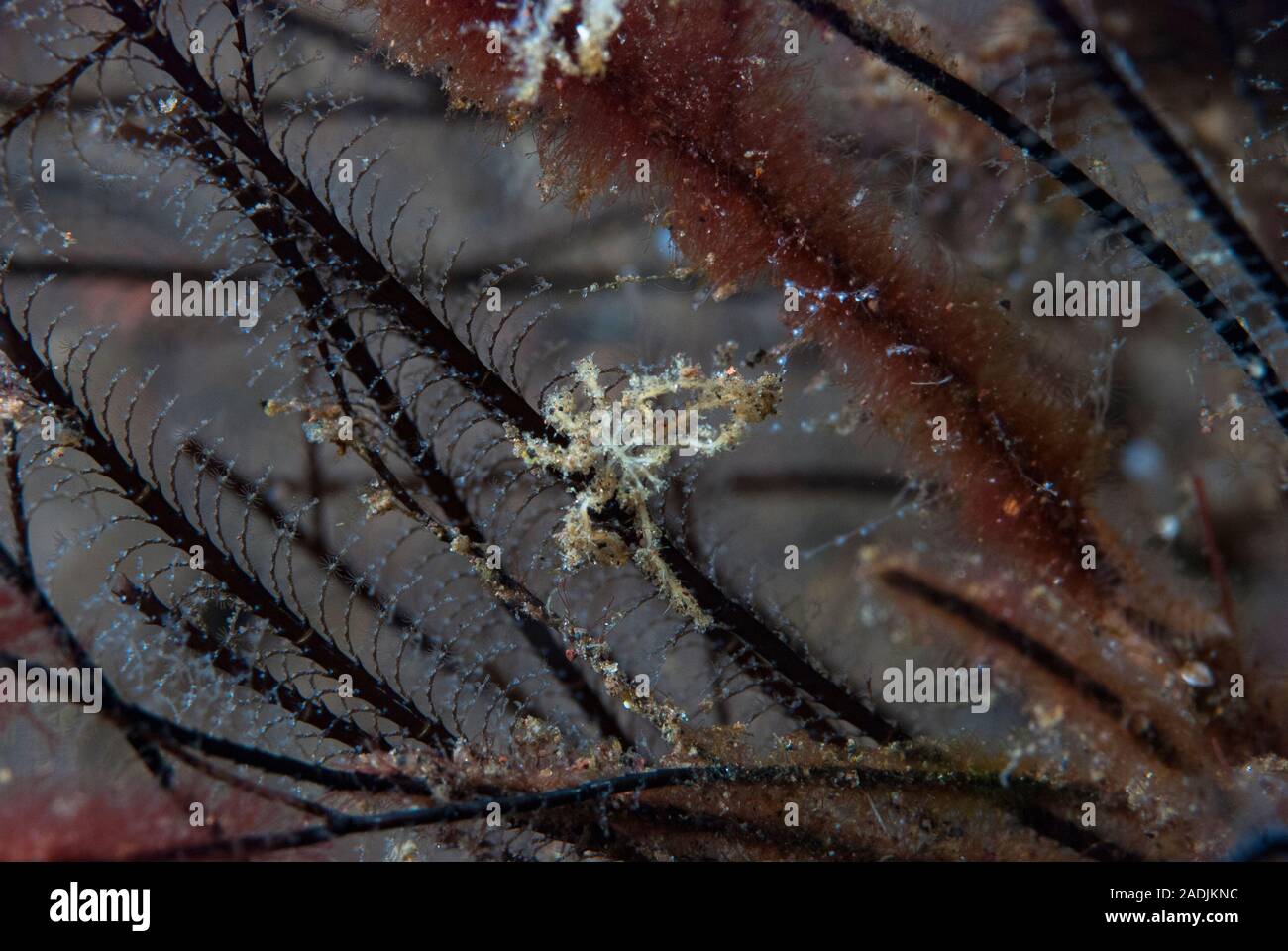 Sea spider hi-res stock photography and images - Alamy