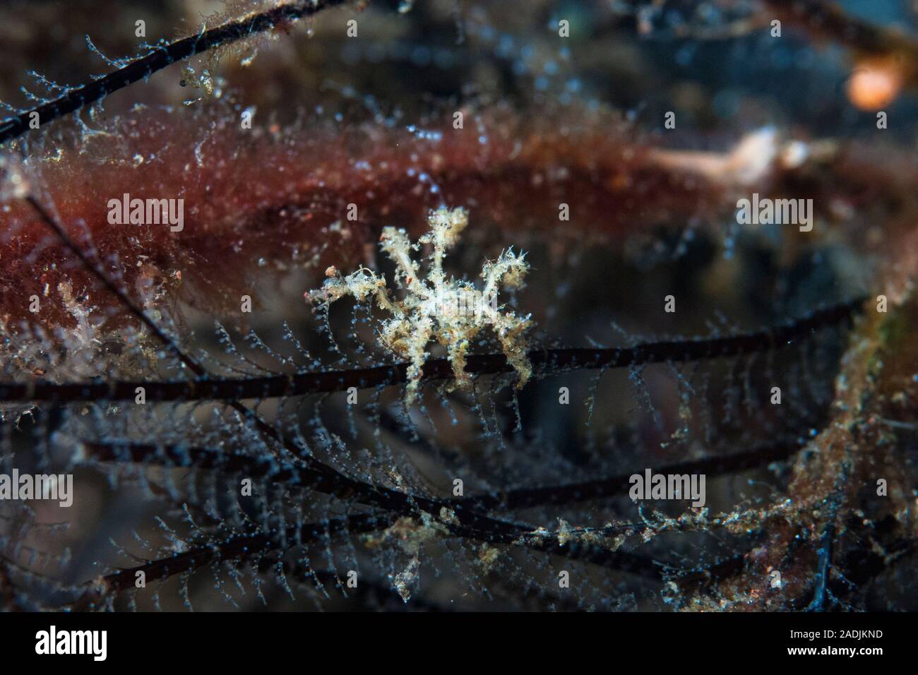 Pycnogonid - Sea Spider Stock Photo - Alamy