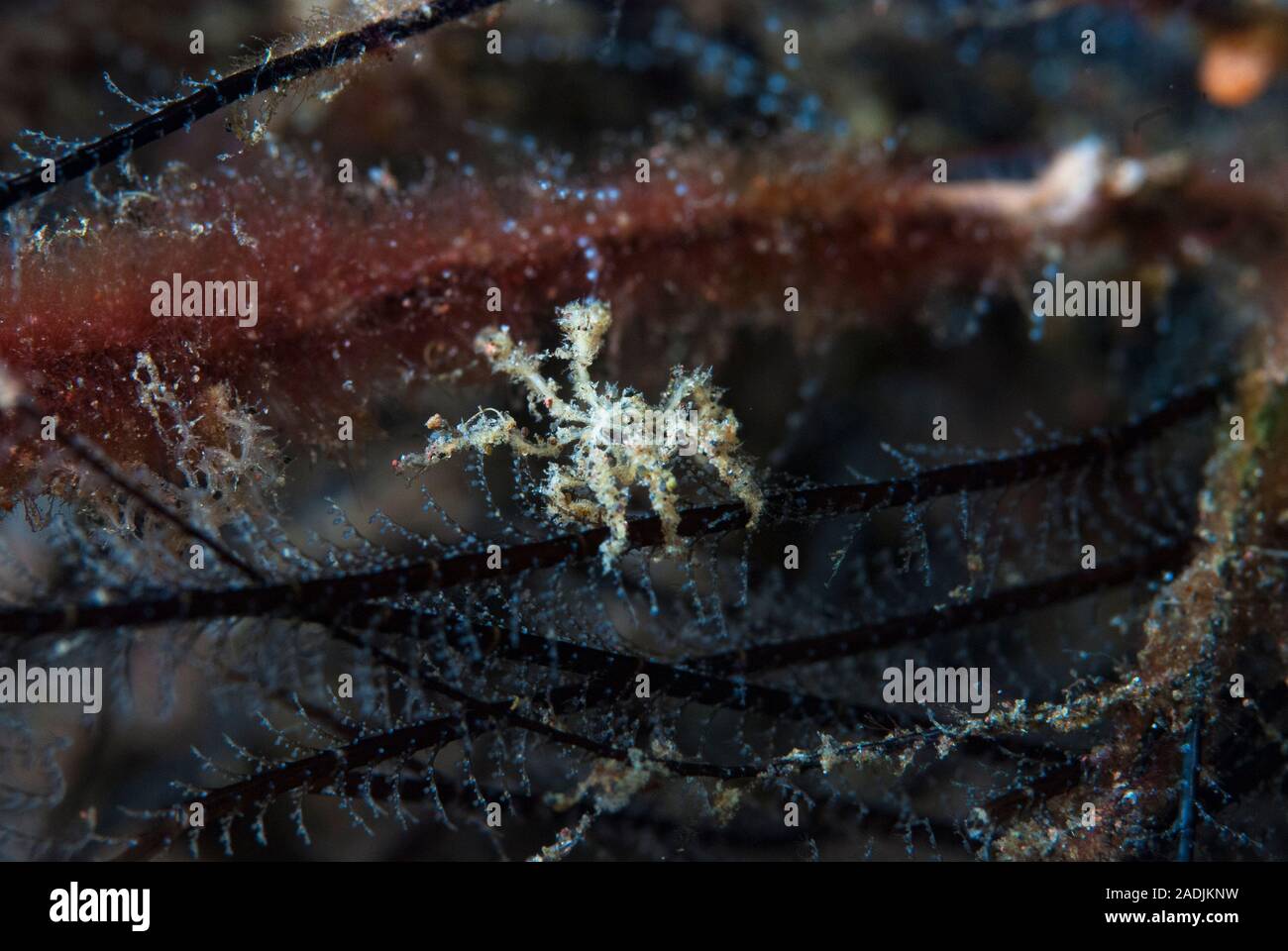 Pycnogonid - Sea Spider Stock Photo - Alamy