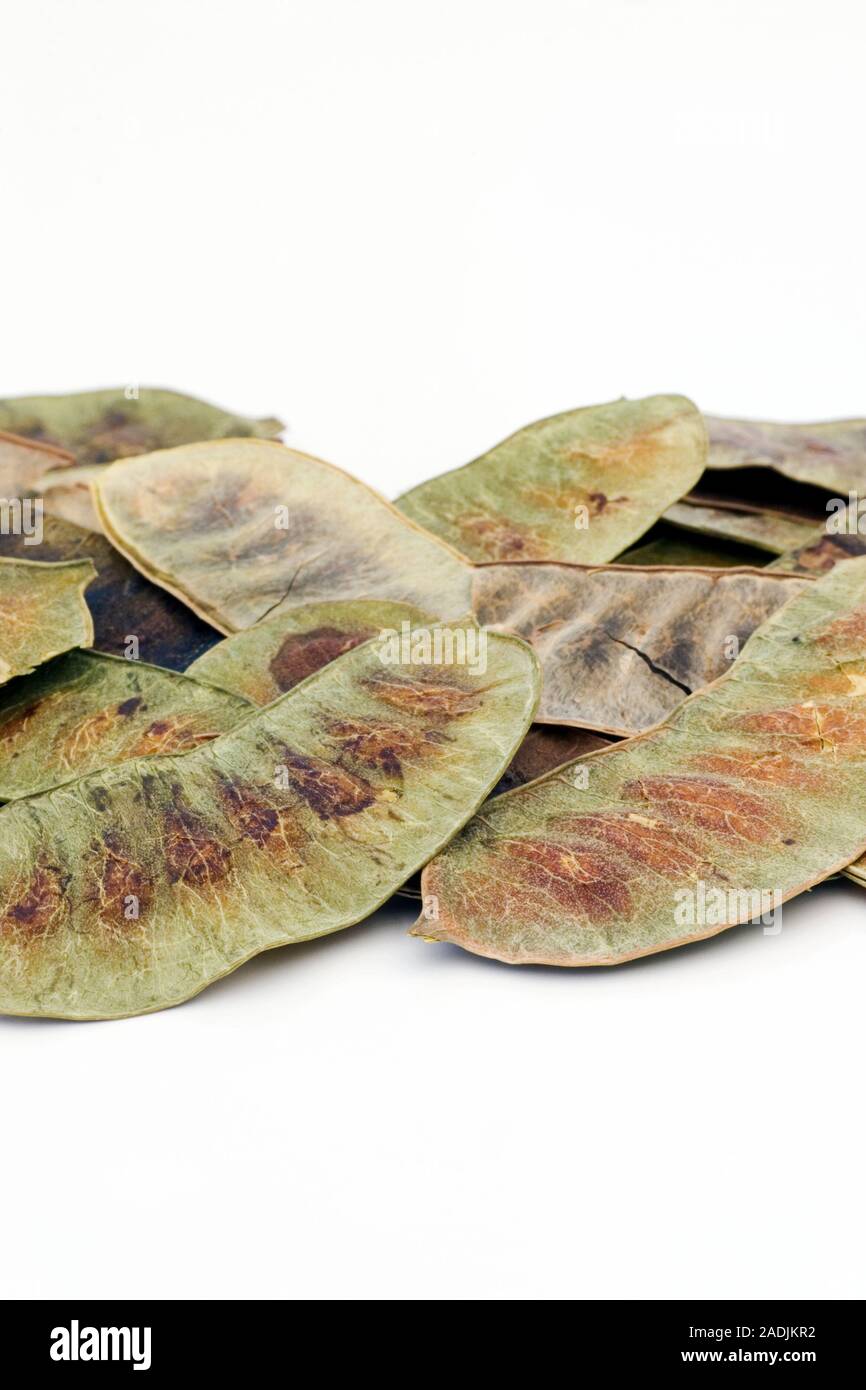 Senna. Dried senna pods (Senna alexandrina). Senna contains sennosides ...