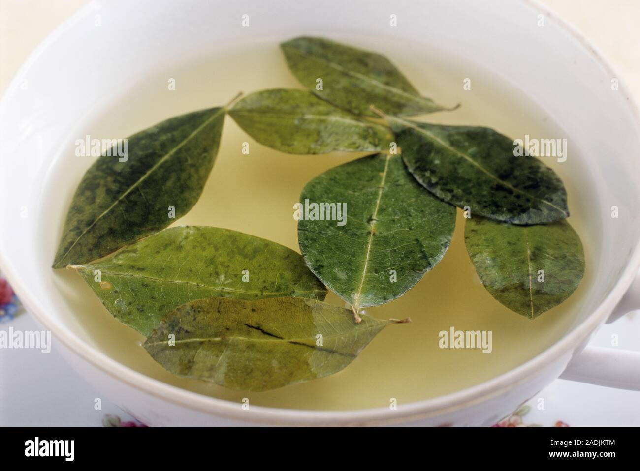 Coca tea. The leaves of the coca plant (Erythroxylon coca) contain the ...