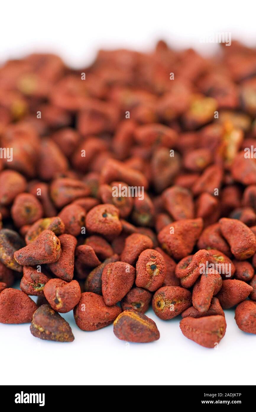 Dried anatto seeds. These are the seeds of the annatto plant, Bixa ...