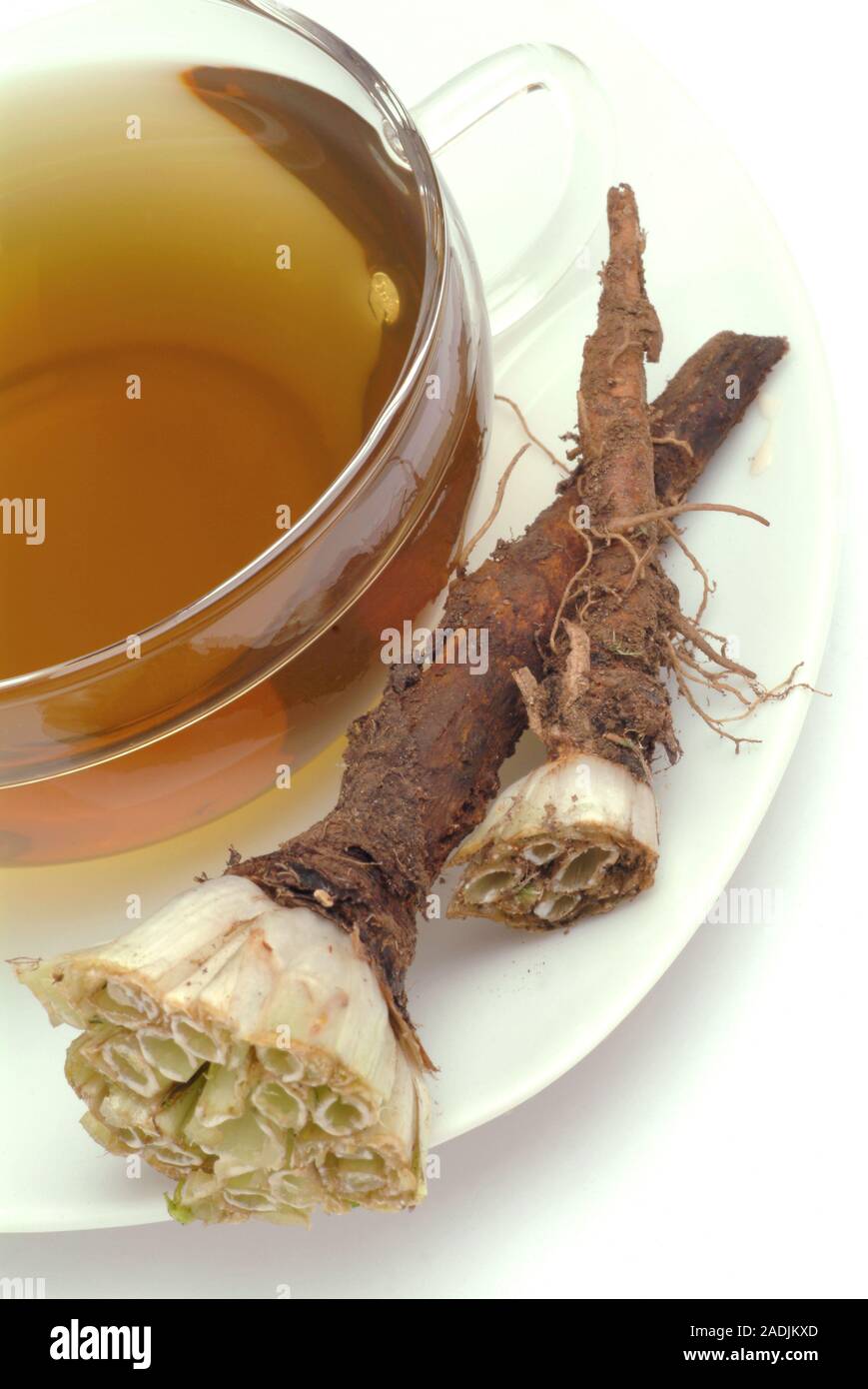 Dandelion root tea. Dandelion root (Taraxacum officinale) next to an ...