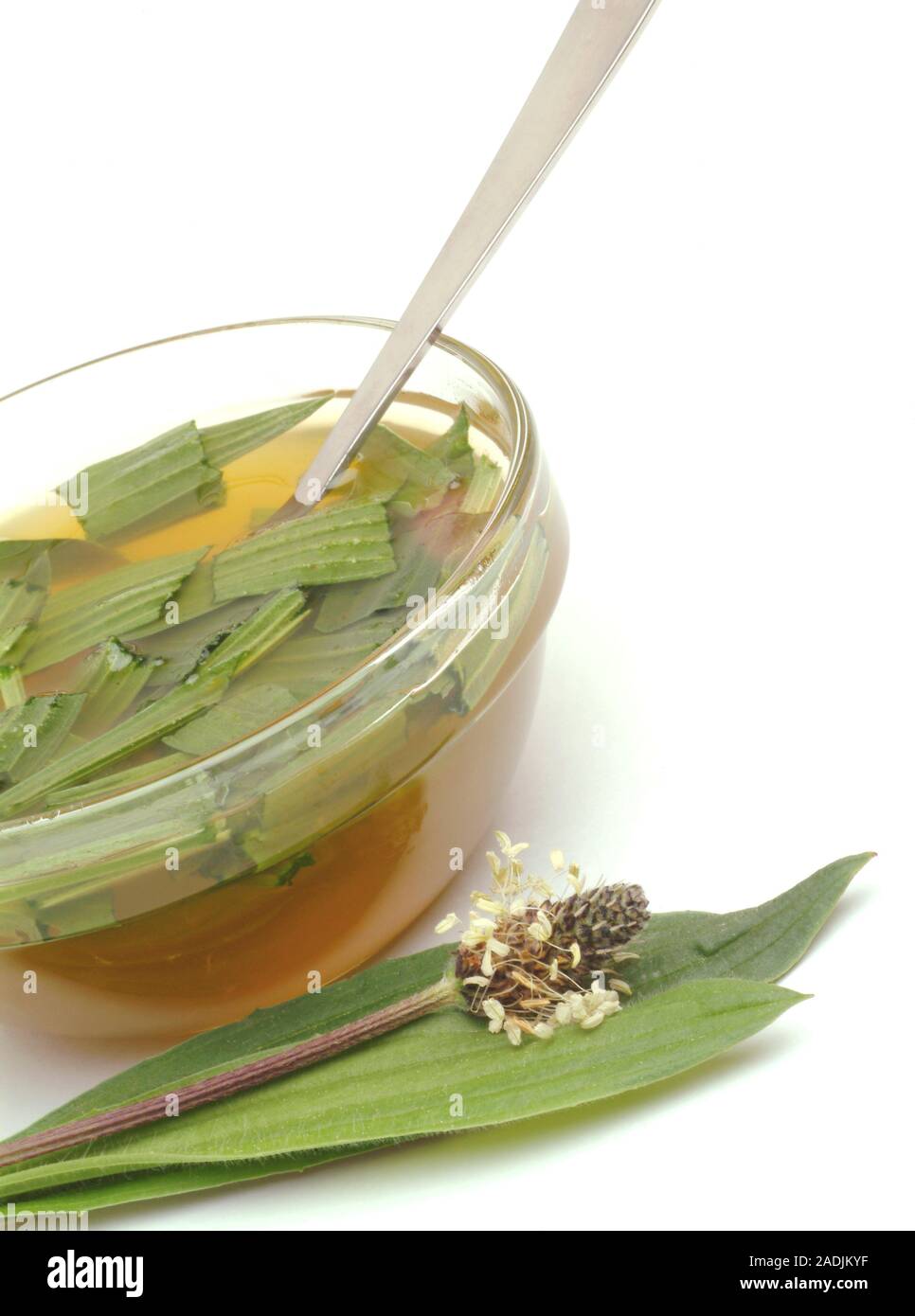 Ribwort plantain infusion with a flower head and leaf of the plant ...