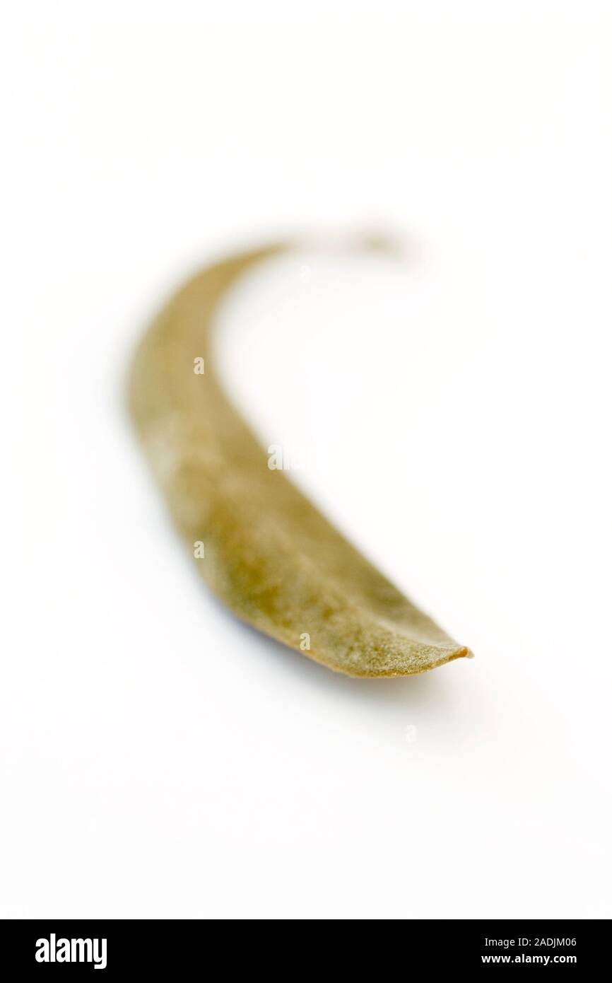 Olive leaf (Olea europea). Olive leaves have a laxative effect and are ...