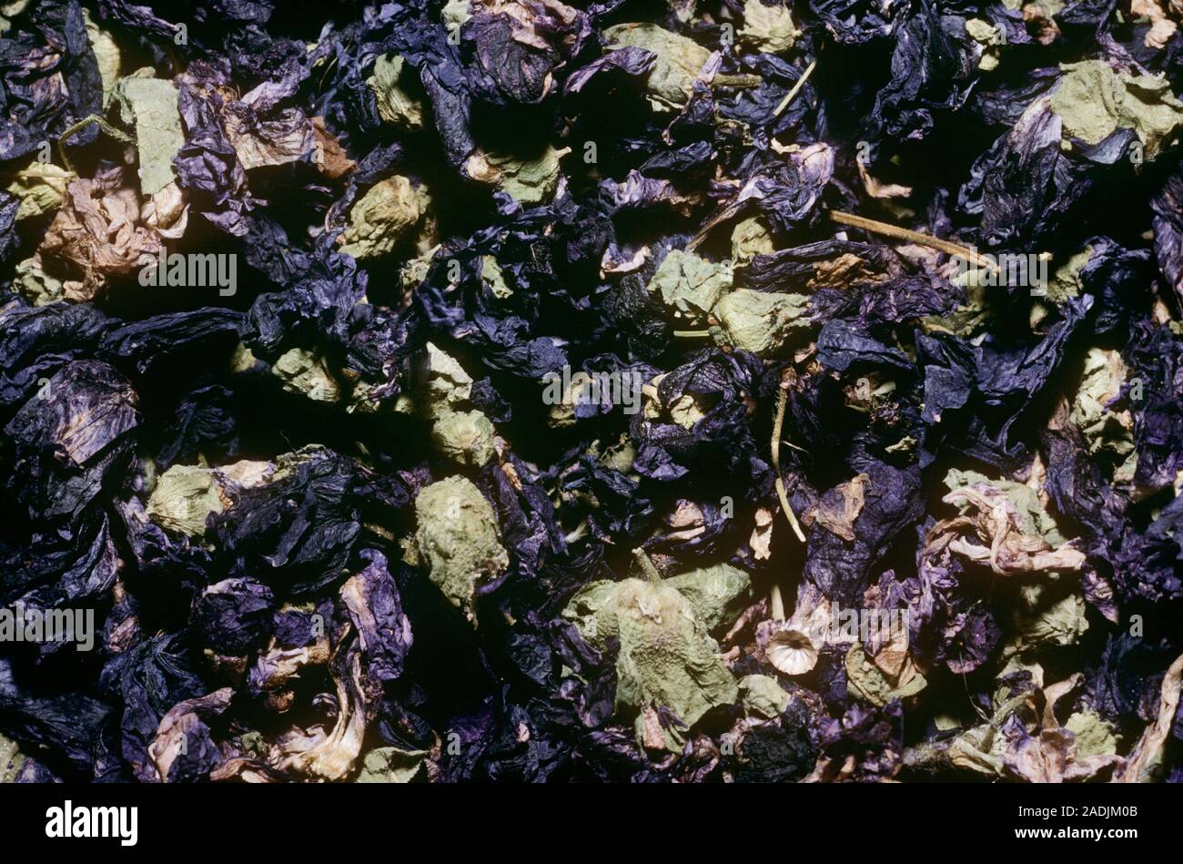 Dried mallow flowers (Mallow sylvestris) for use in herbal medicine ...