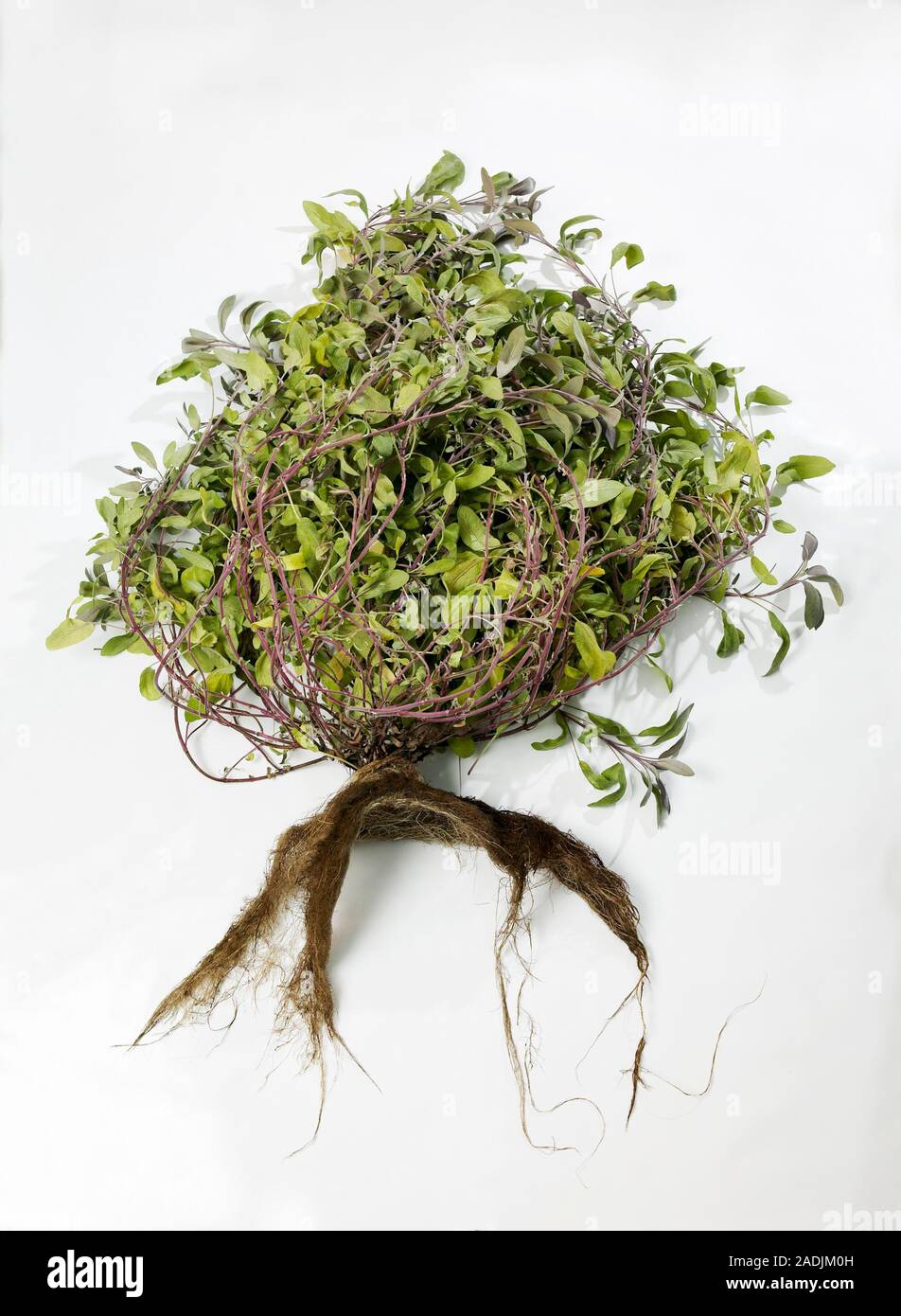 Sage plant and roots. This plant has been grown hydroponically (in ...