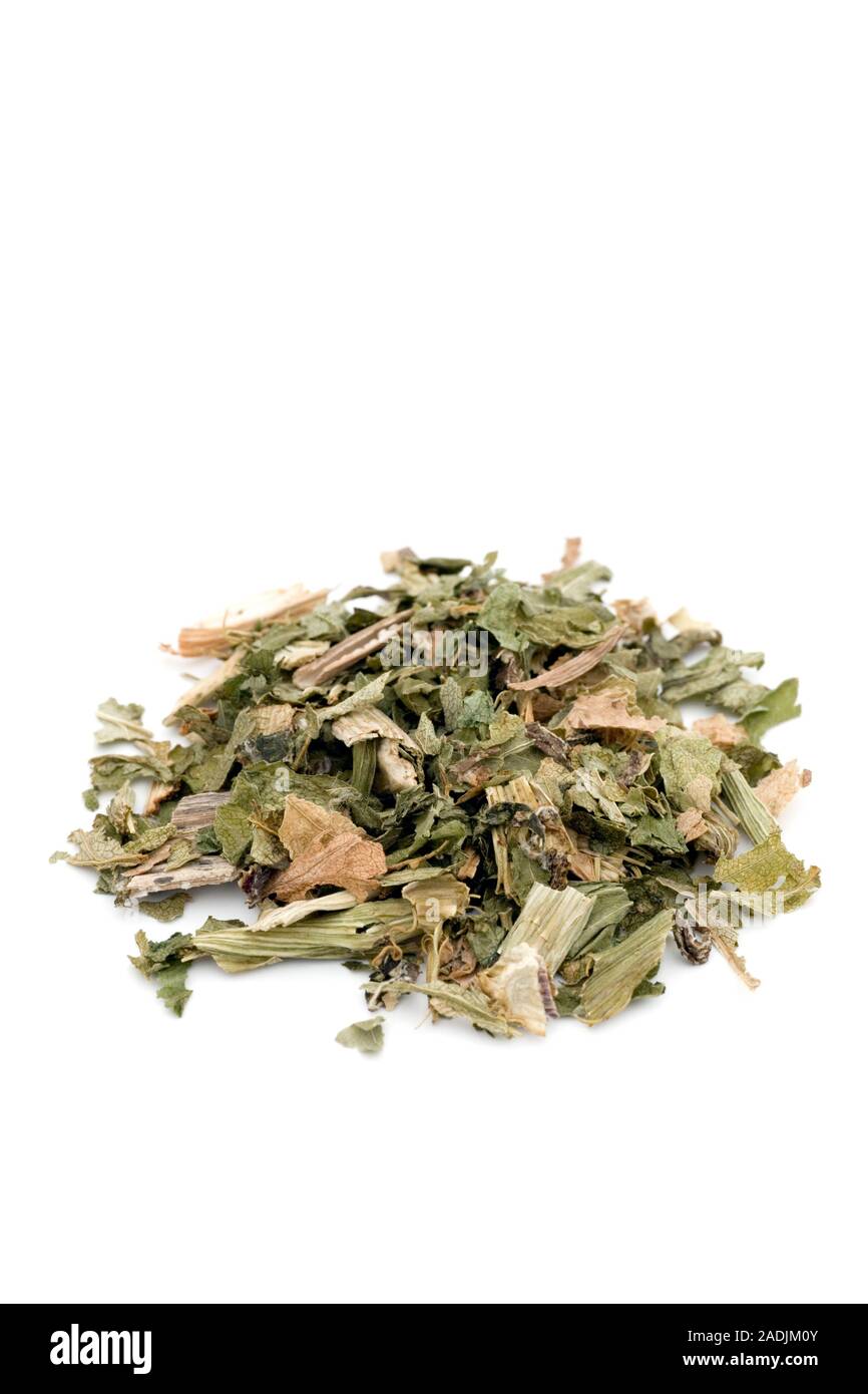 'ANGELICA HERB (Angelica archangelica). The herb is used in herbal ...