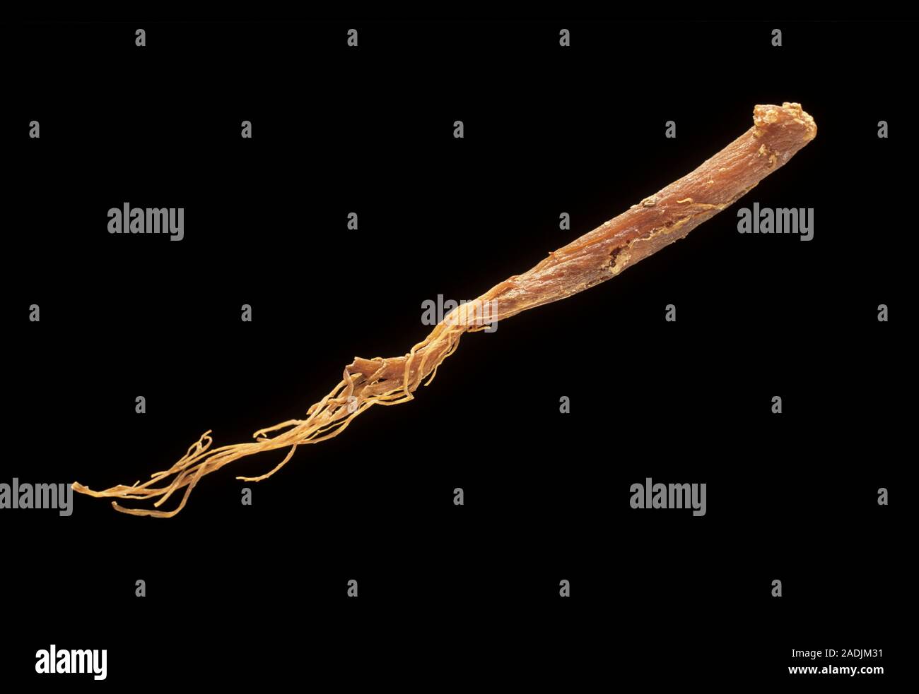 Ginseng root (Panax sp.). The root form a perennial plant, which is ...