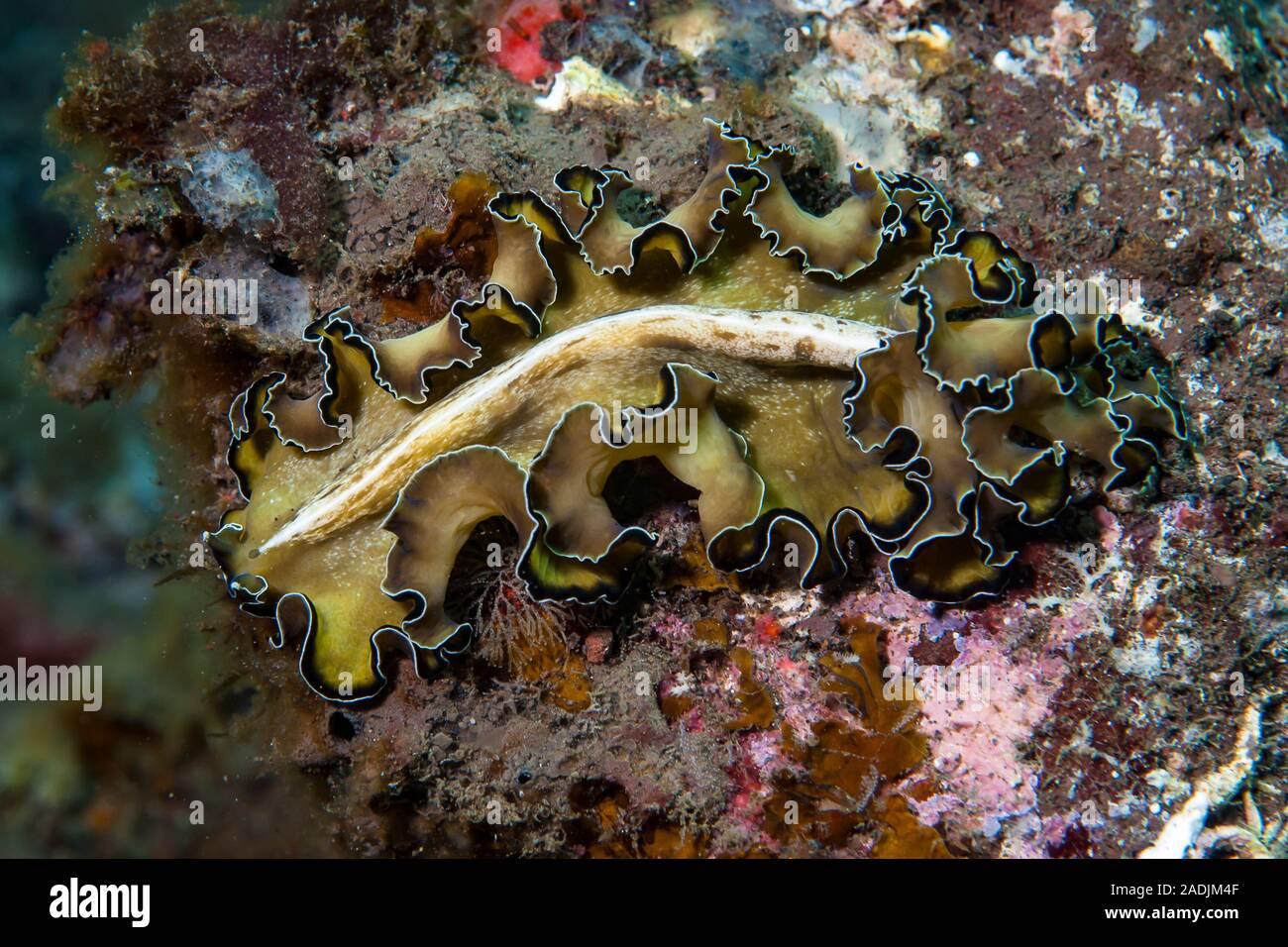 Marine flatworms hi-res stock photography and images - Alamy