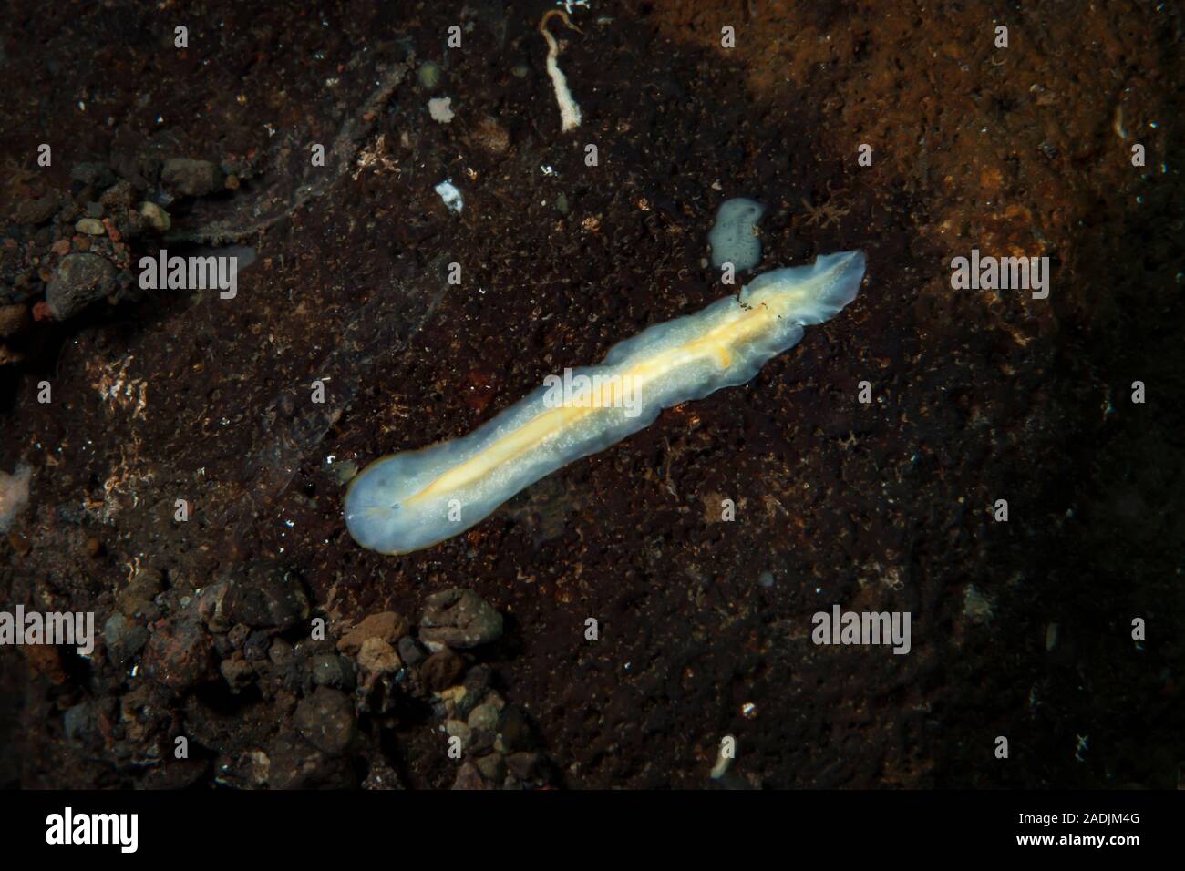 Flatworms hi-res stock photography and images - Alamy