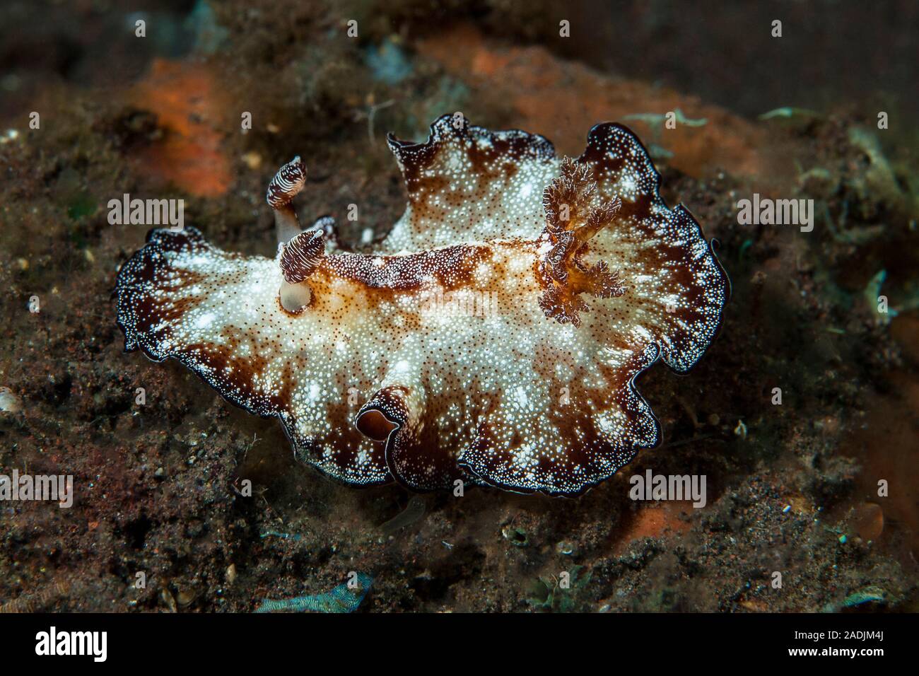 Slug anatomy hi-res stock photography and images - Alamy