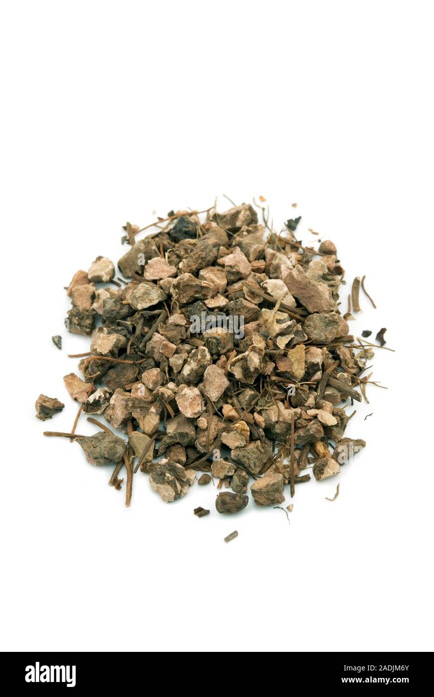 Cranesbill root (Geranium maculatum). This is used in herbal medicine ...