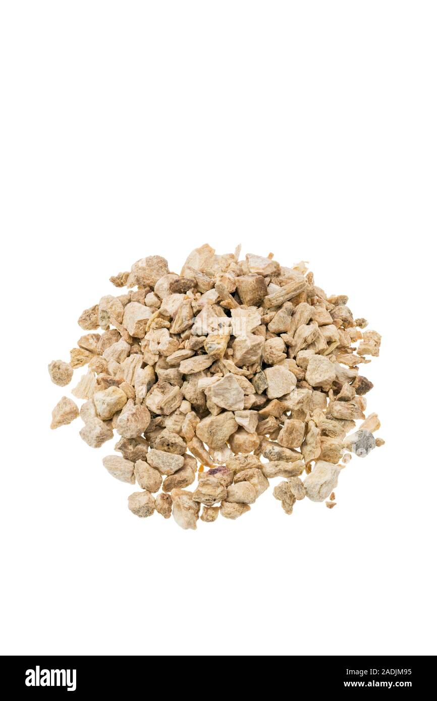 English mandrake root (Bryonia dioica), also known as white bryony ...