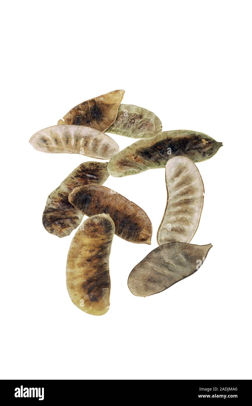 Senna pods (Senna alexandrina). Senna is a natural laxative Stock Photo ...