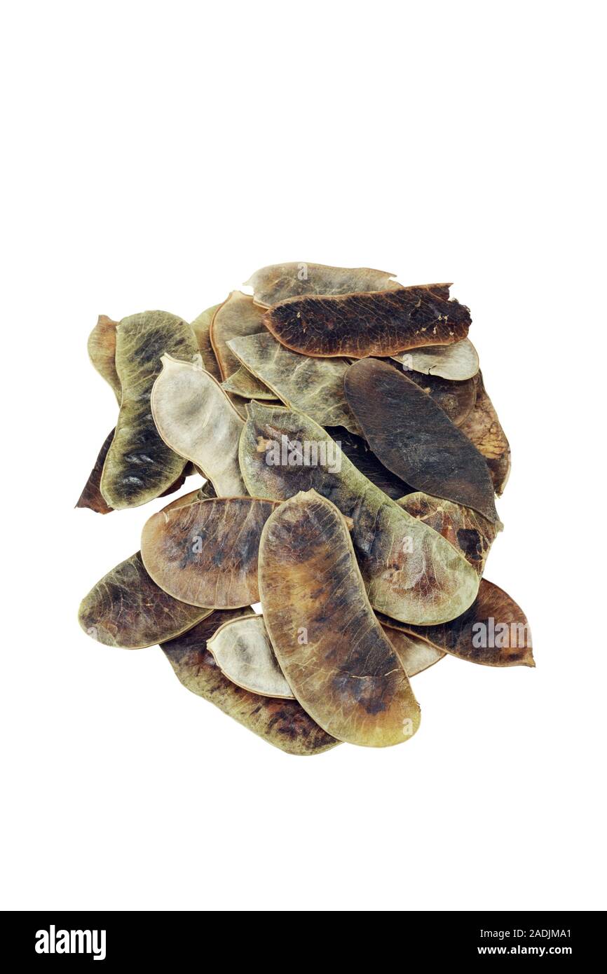 Senna pods (Senna alexandrina). Senna is a natural laxative Stock Photo ...