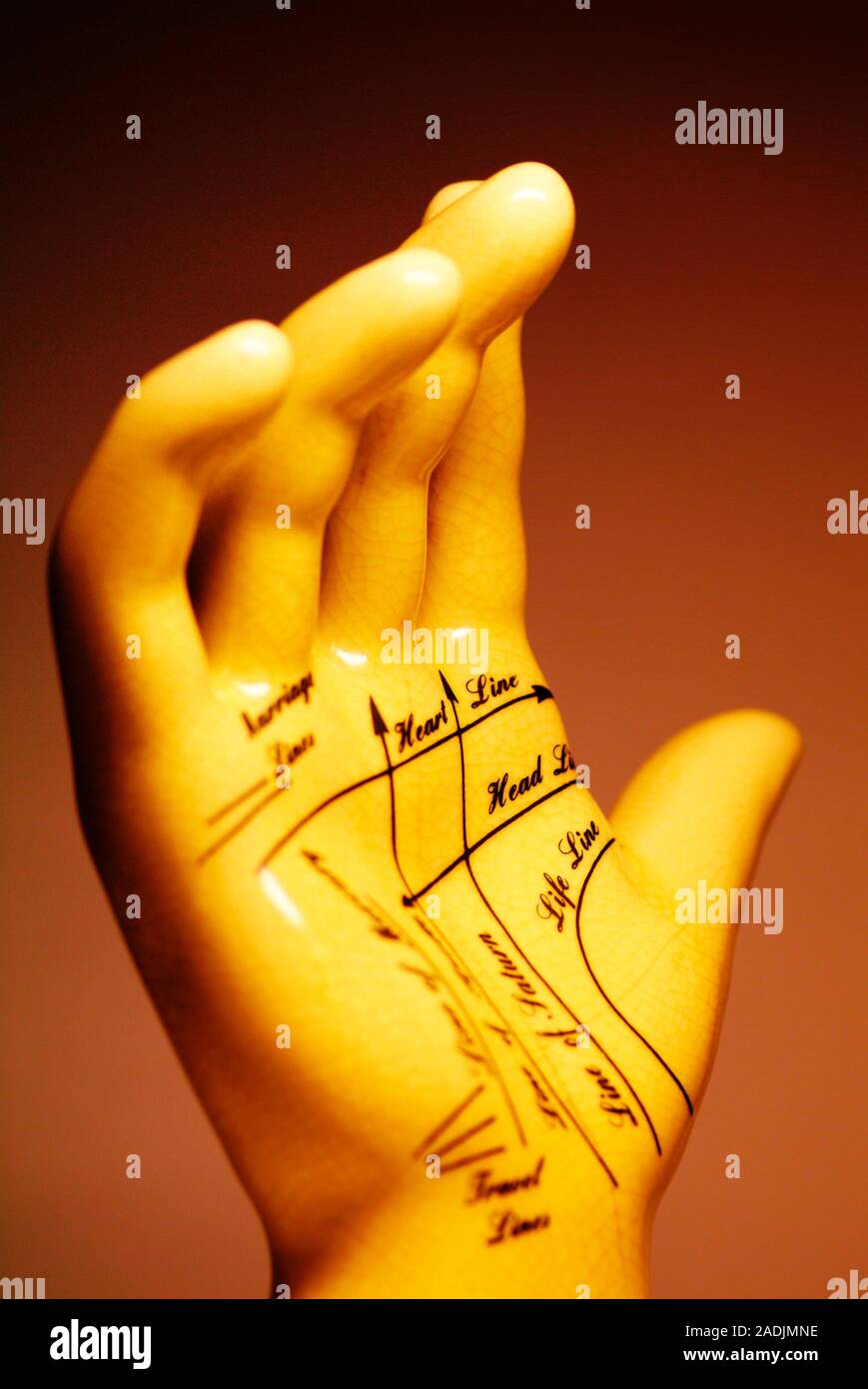 Palmistry. Ceramic model of a hand with the palm lines shown. Palmistry ...