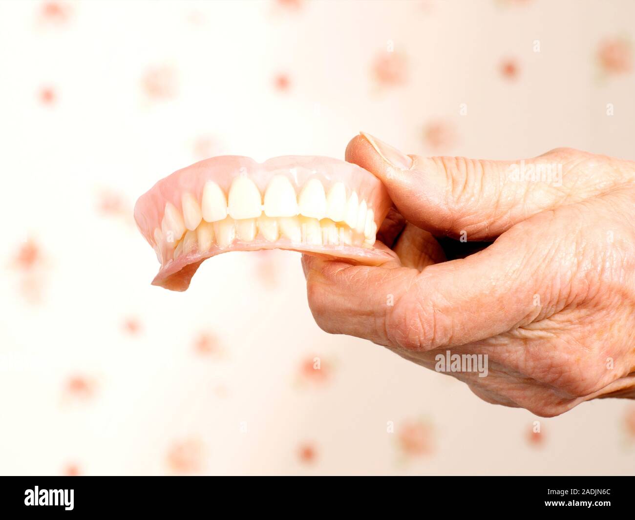 MODEL RELEASED. False teeth. 72 year old woman holding a pair of false ...