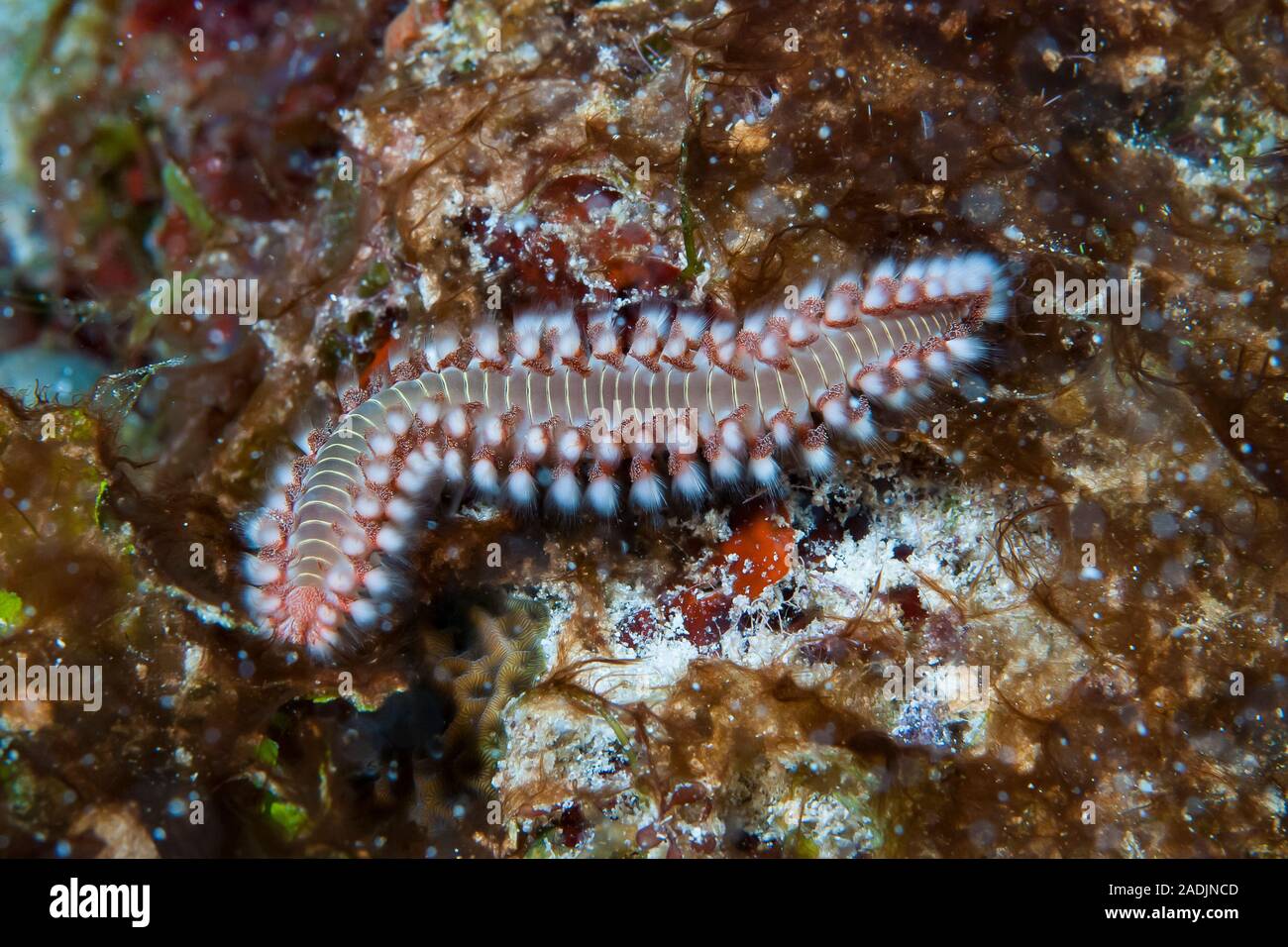 Bearded Fireworm Hermodice carunculata Stock Photo - Alamy