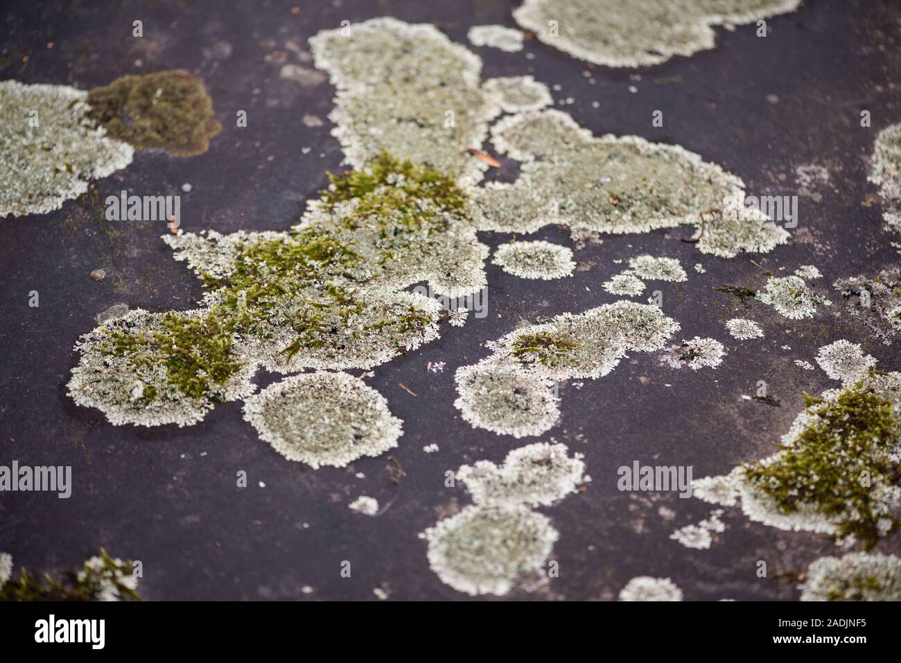 Lichens growth patterns hi-res stock photography and images - Alamy