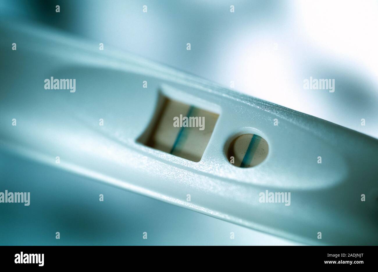 Pregnancy test. Close-up of a home pregnancy tester showing a positive ...