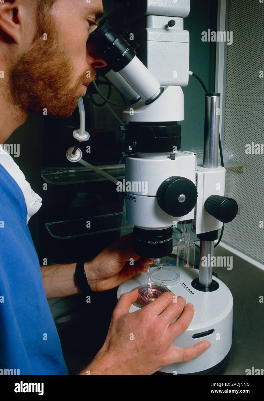 Technician using an optical microscope to monitor the progress of an in ...