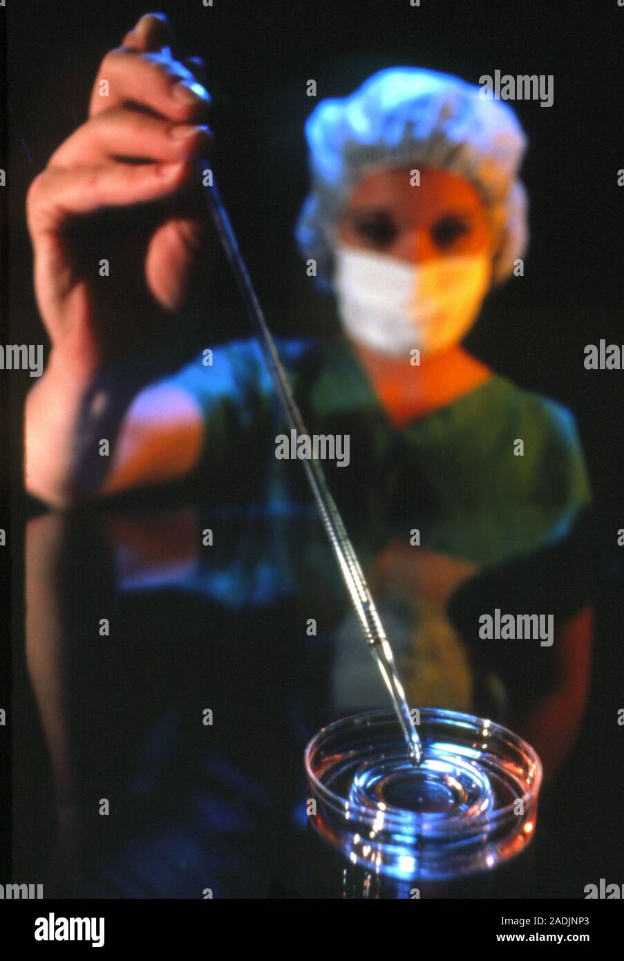 In vitro fertilisation (IVF). Droplets of sperm being added to a petri ...