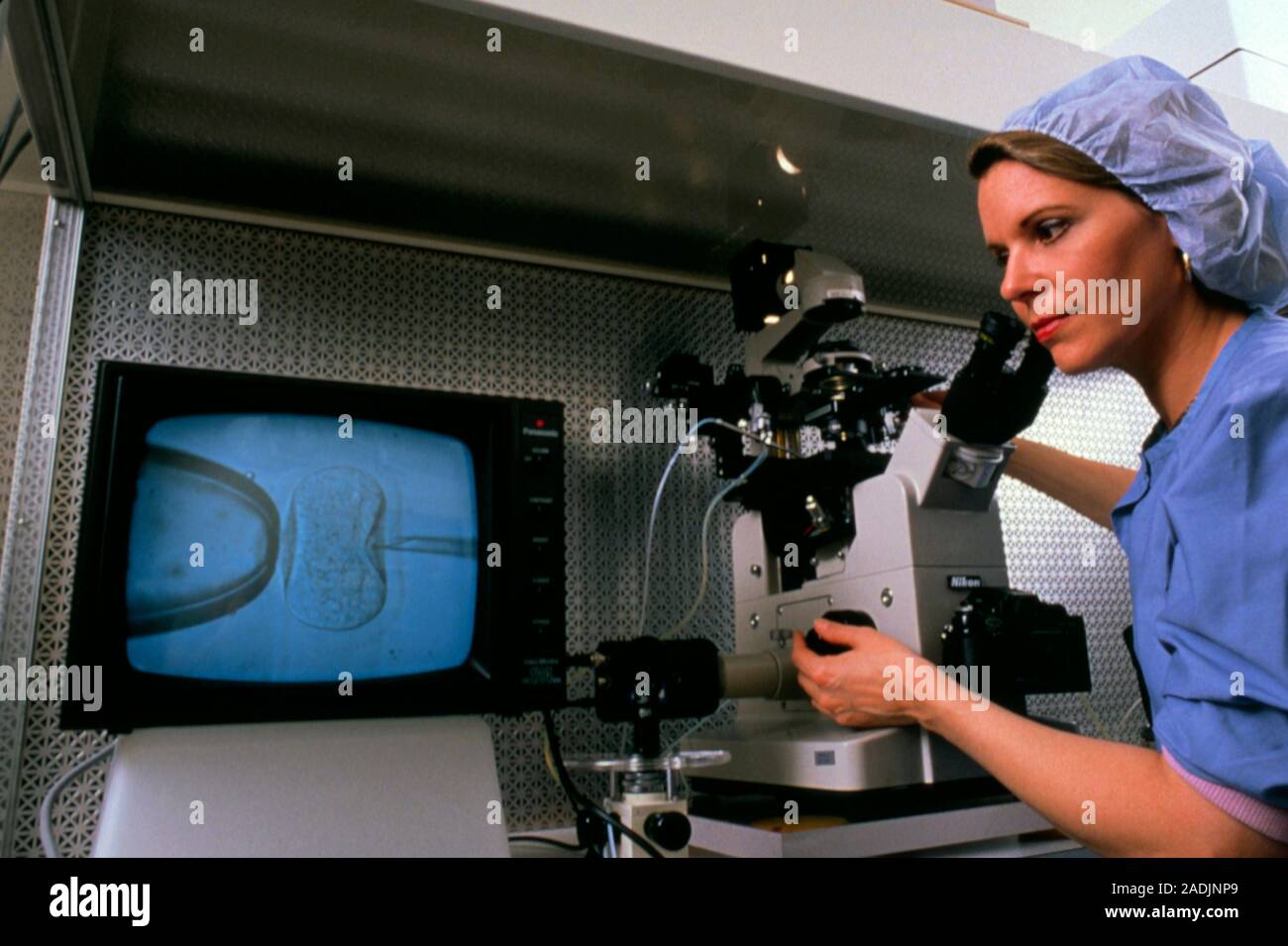In vitro fertilisation (IVF) research: researcher using a needle to ...