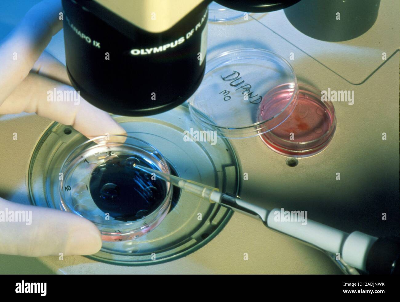 IVF egg harvesting. Gloved hand selecting eggs for use in in vitro ...