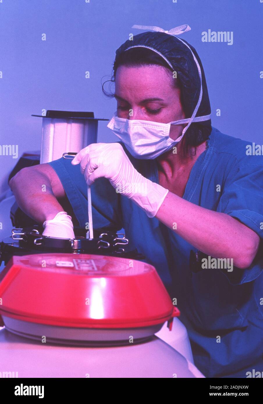 IVF embryo bank. Technician retrieving frozen embryos from an in vitro ...