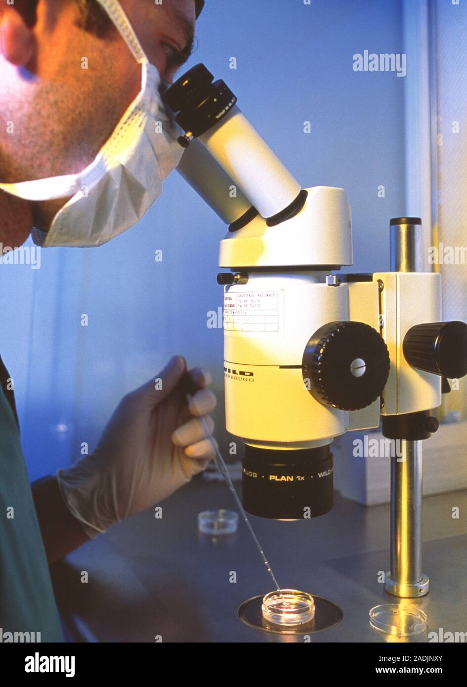In vitro fertilization. Technician using a microscope to prepare ...