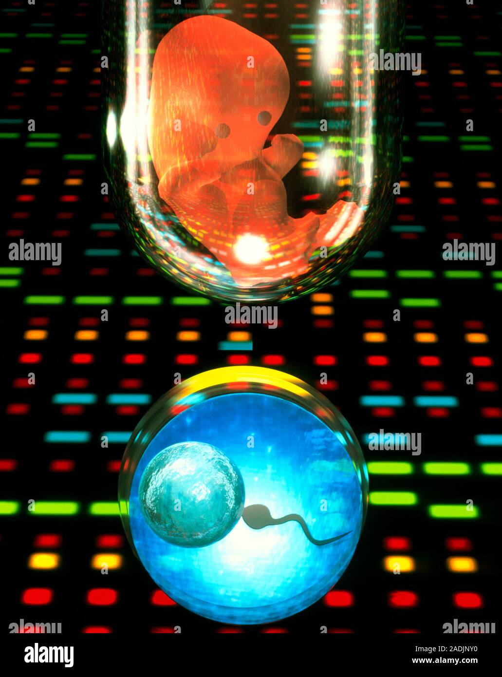 In vitro fertilization. Conceptual computer artwork of a human embryo ...