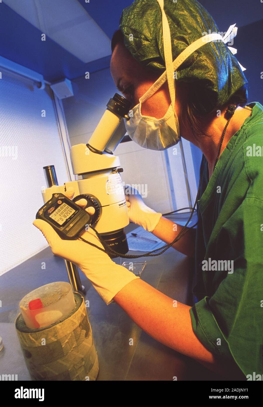 In vitro fertilization. Technician using a microscope to observe ...