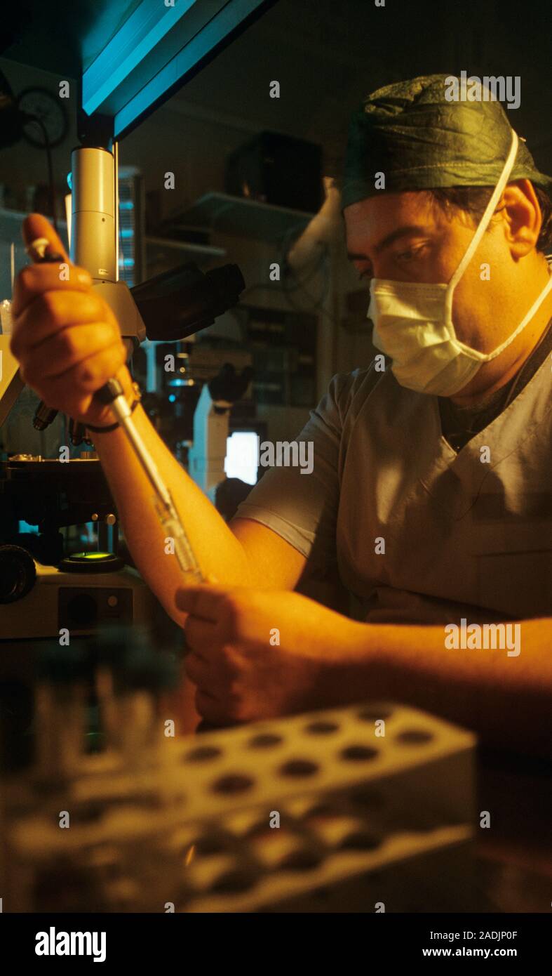 Sperm extraction. Technician using a pipette to extract sperm from a ...