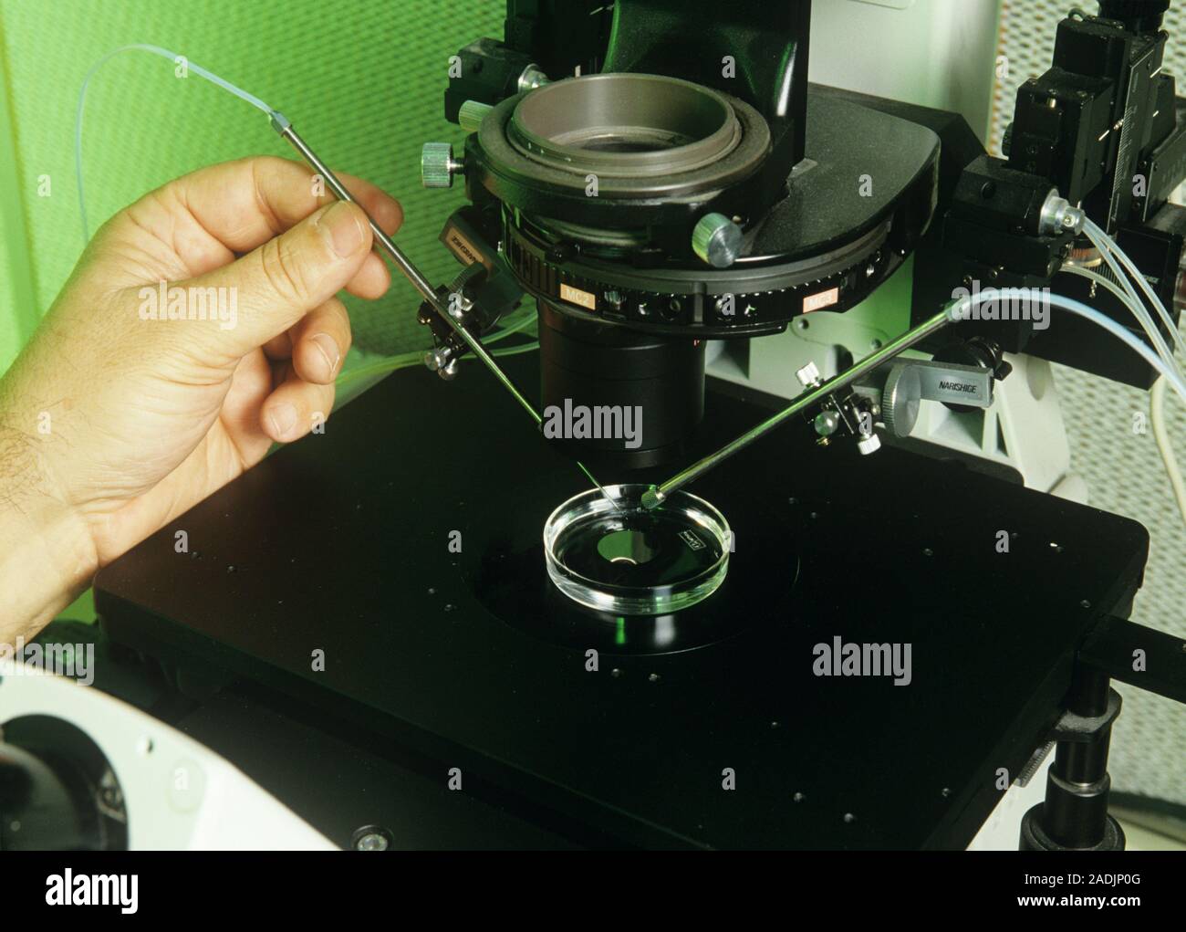 IVF treatment. Technician using a micro-neeedle (left) to inject human ...