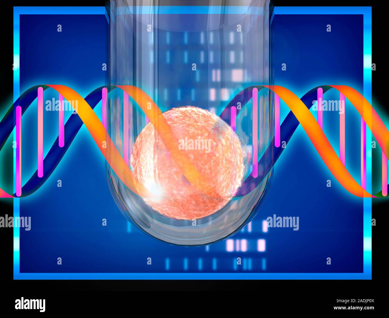 In vitro fertilisation (IVF). Conceptual computer artwork showing an ...