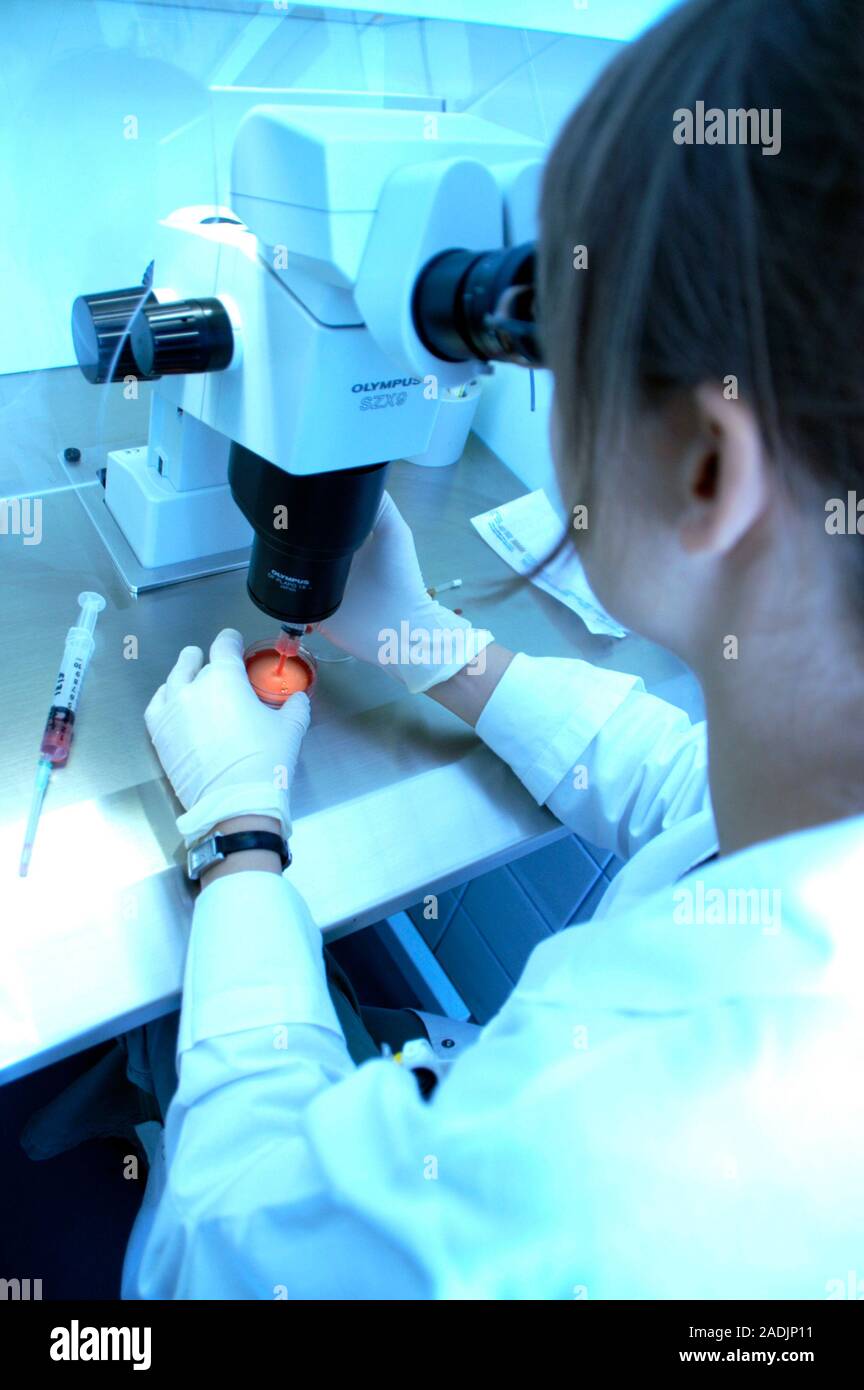 MODEL RELEASED. Egg selection for IVF. Technician using a microscope to ...