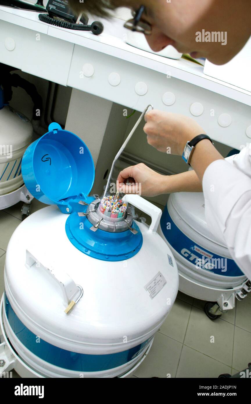 MODEL RELEASED. Sperm storage for IVF. Scientist removing tubes of ...