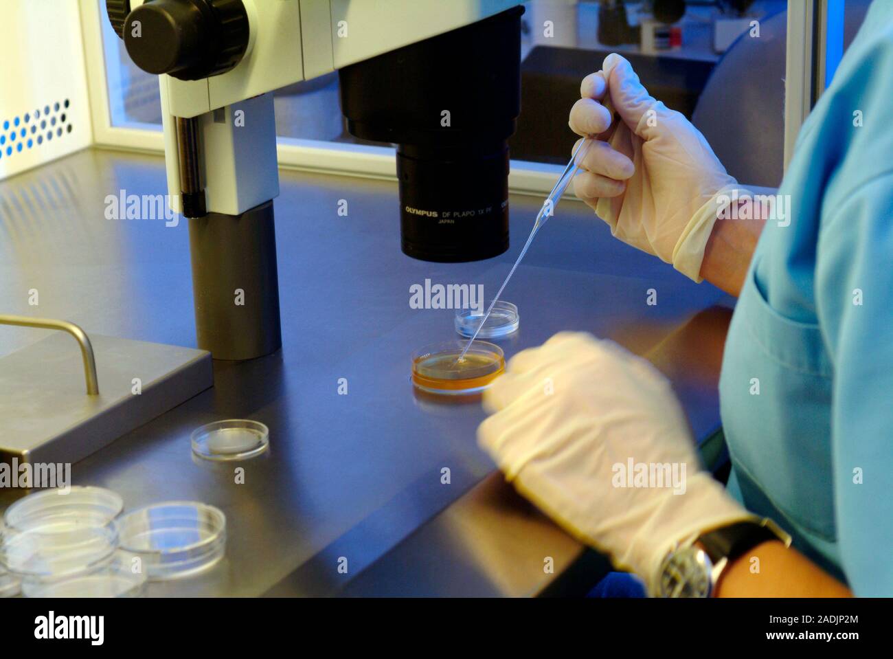 Egg selection for IVF. Scientist using a light microscope and pipette ...