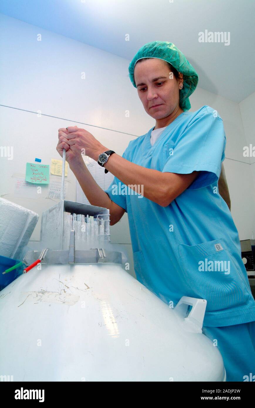 IVF embryo storage. Scientist storing embryos created by in vitro ...